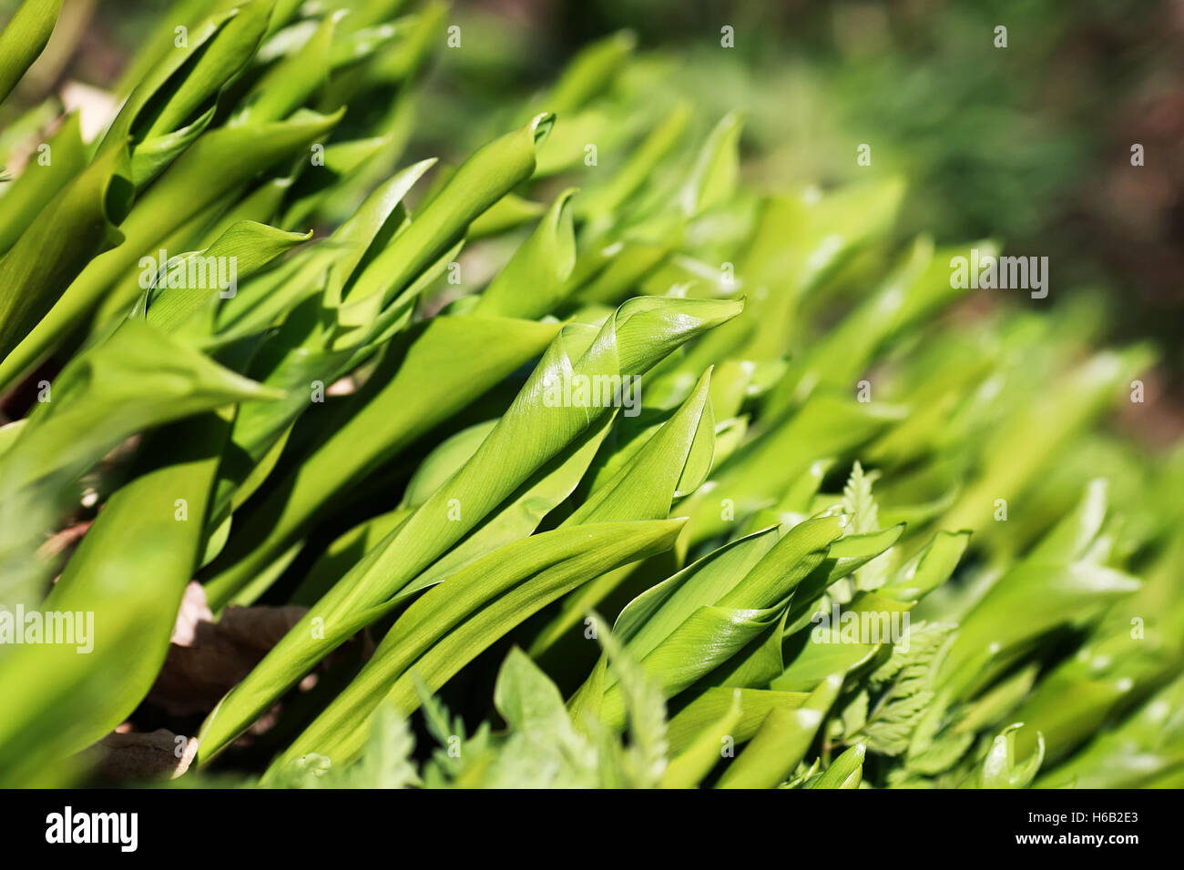 wild spring flower in a field Stock Photo - Alamy
