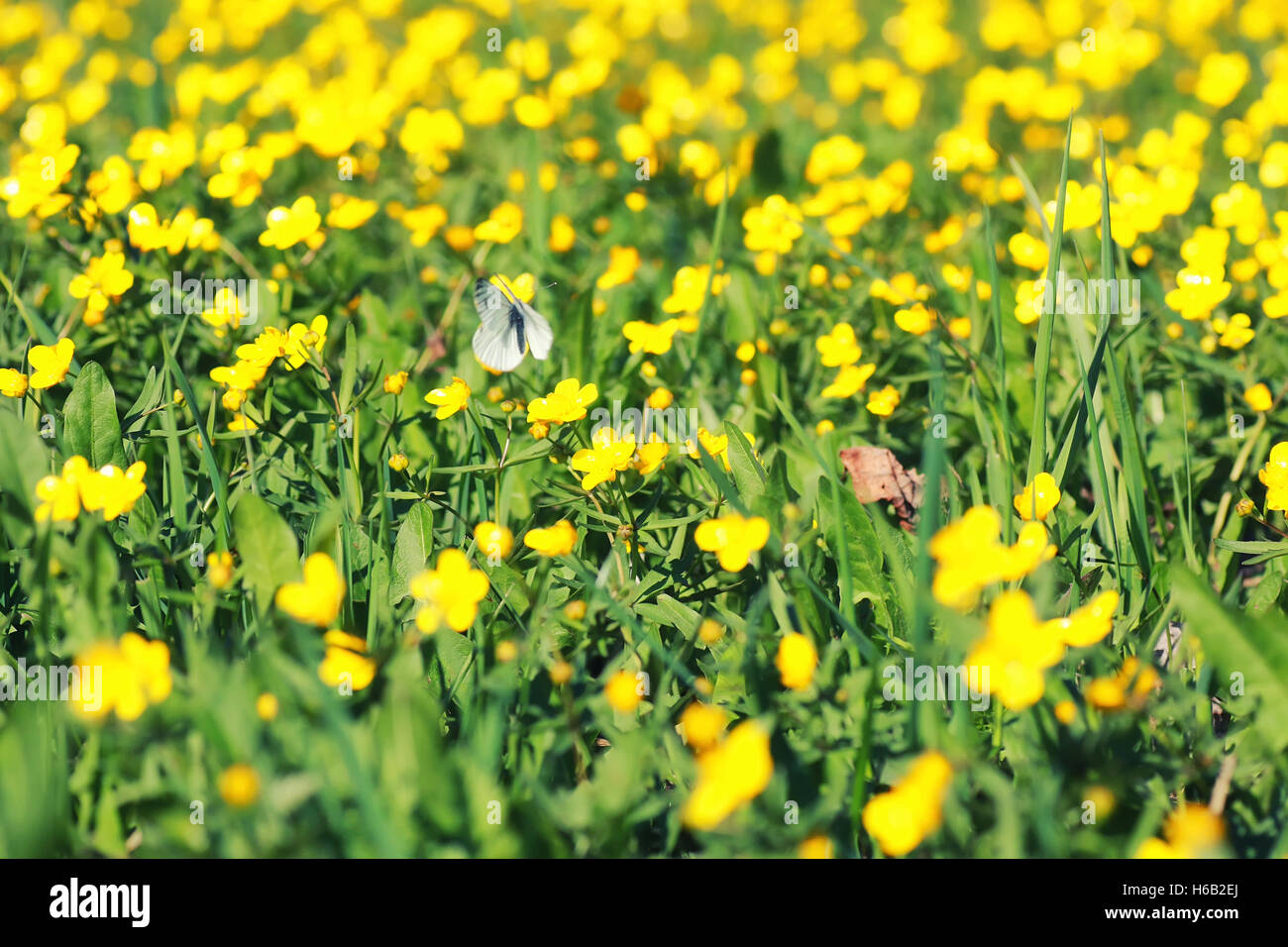 spring grass and flower in a field Stock Photo - Alamy
