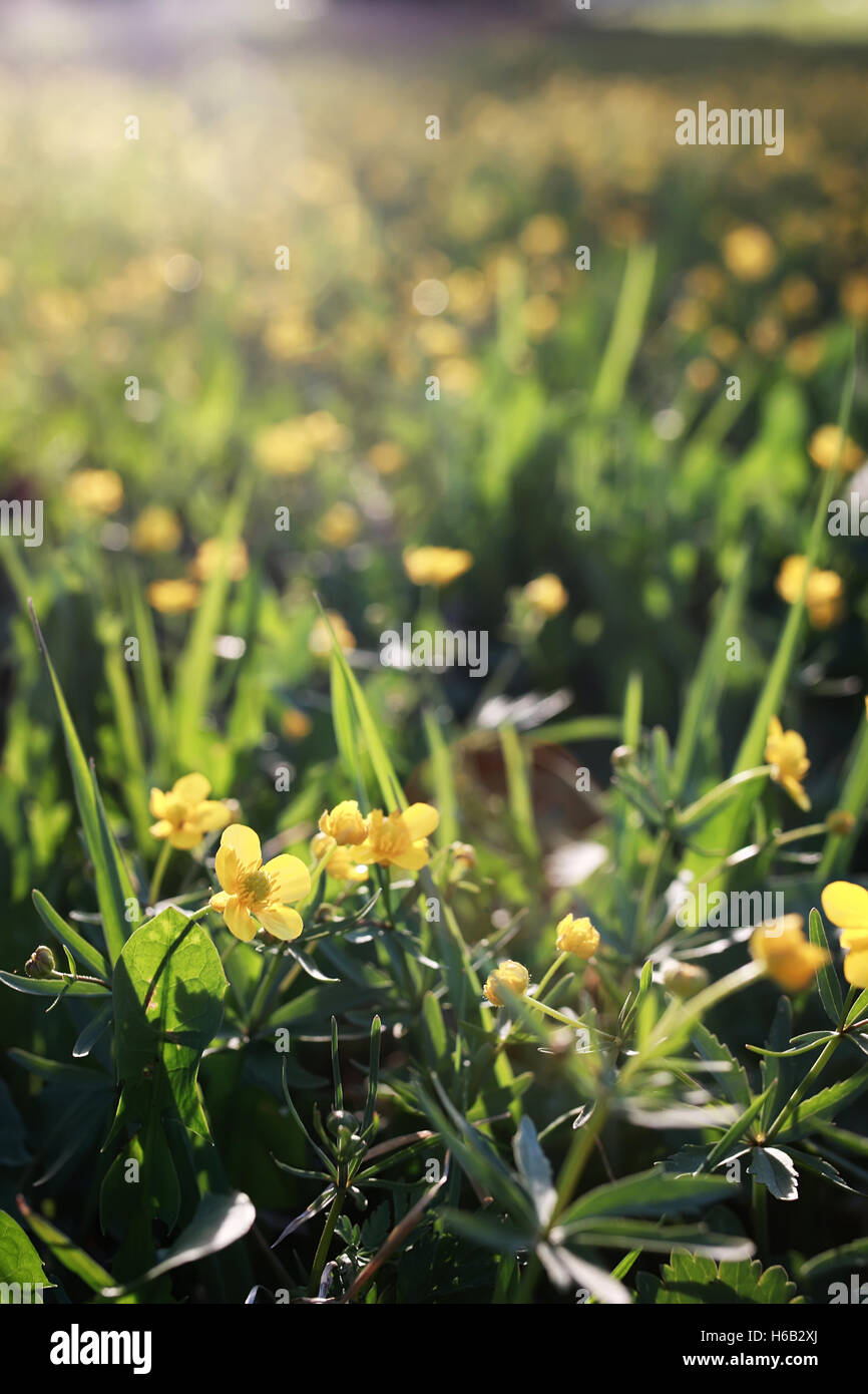 wild spring flower in a field Stock Photo - Alamy