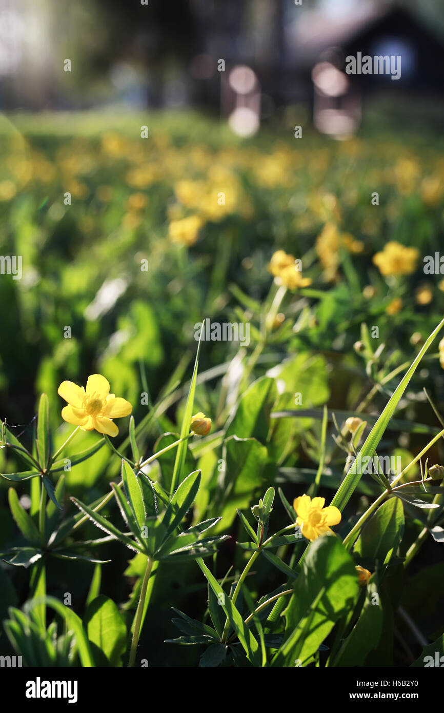wild spring flower in a field Stock Photo - Alamy