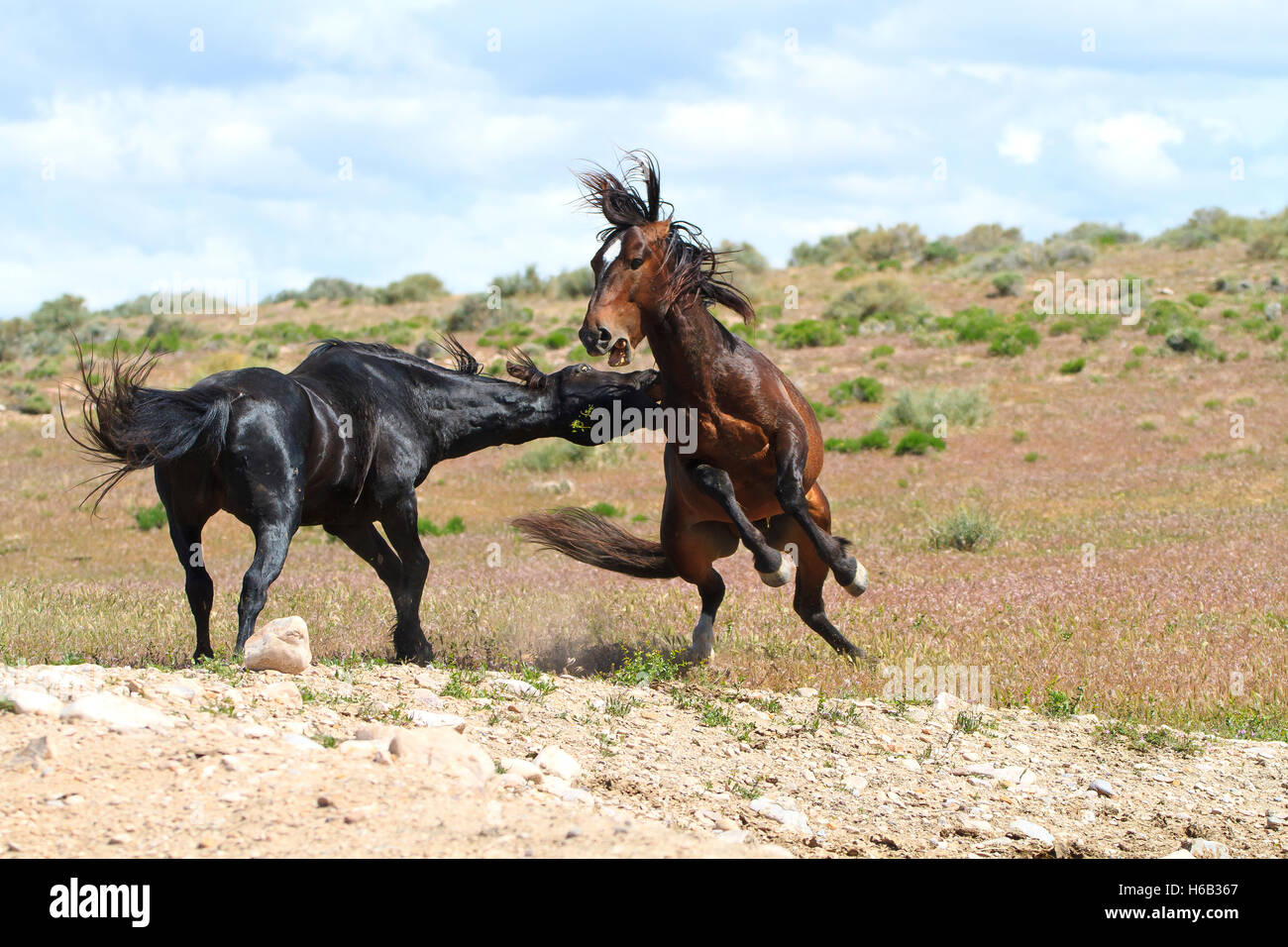 Wild Mustangs stallions fighting Stock Photo: 124404511 - Alamy
