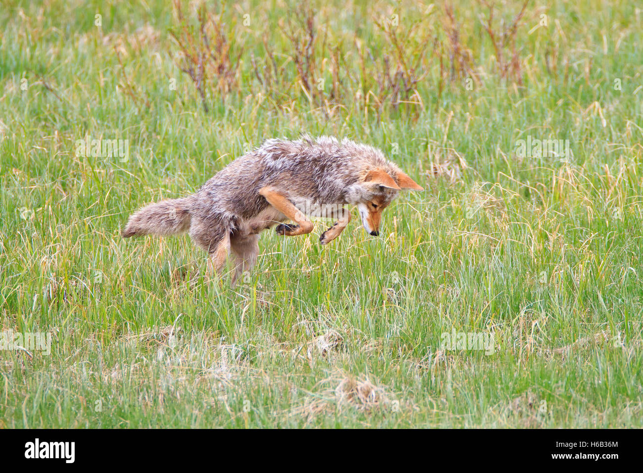 Pouncing hi-res stock photography and images - Alamy