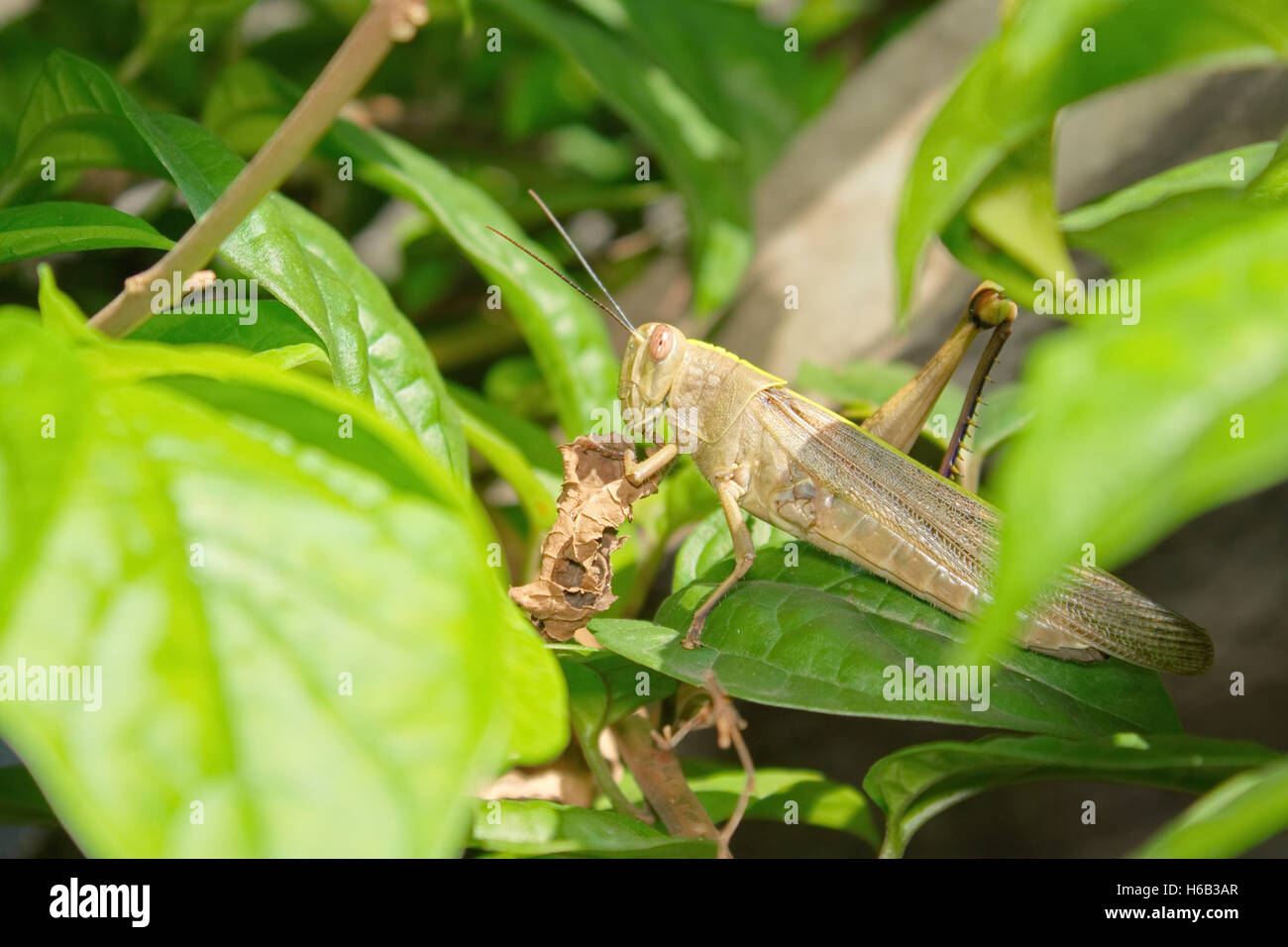 Locust eating leaf hi-res stock photography and images - Alamy
