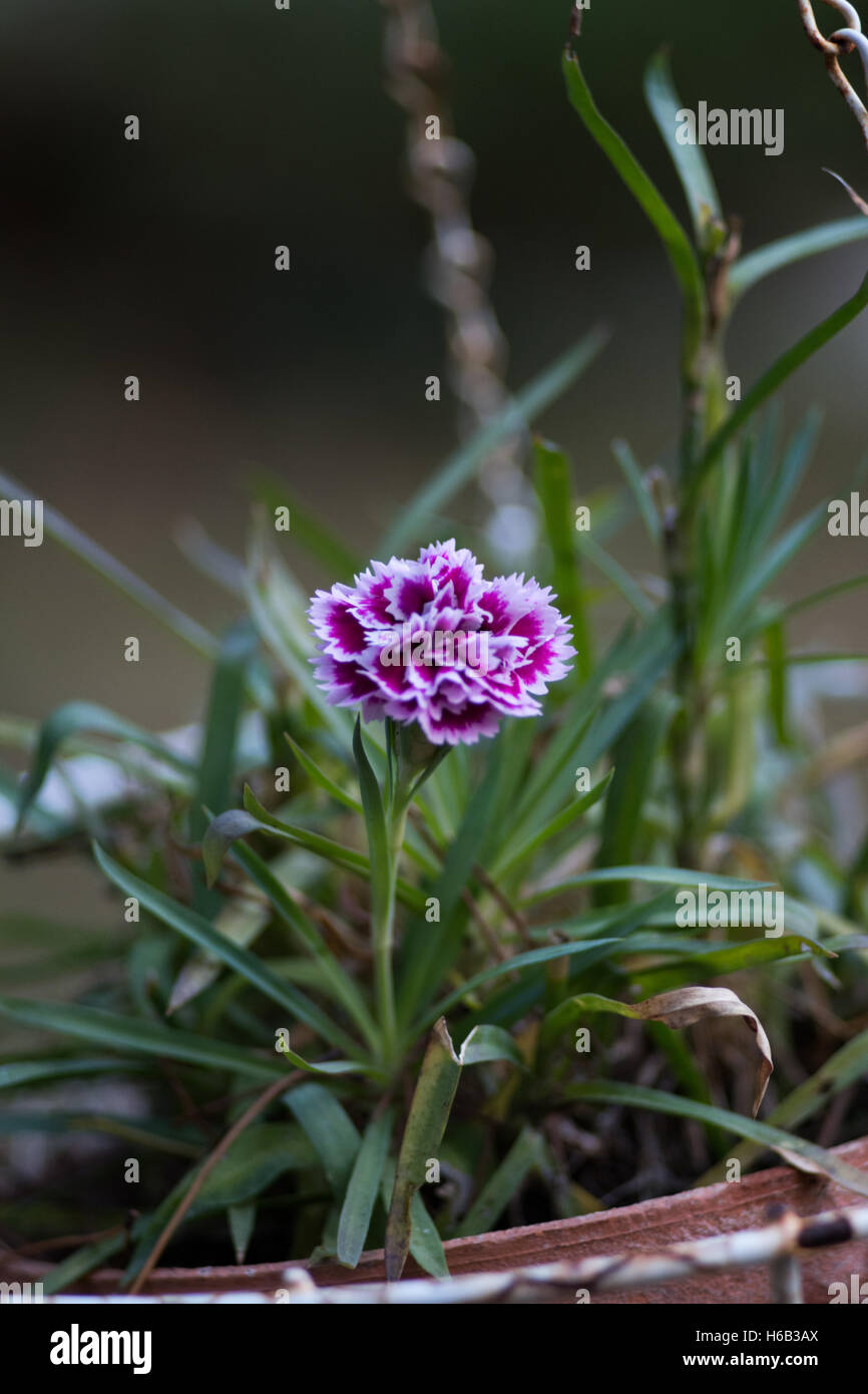 A closeup of a single purple carnation flower Stock Photo - Alamy