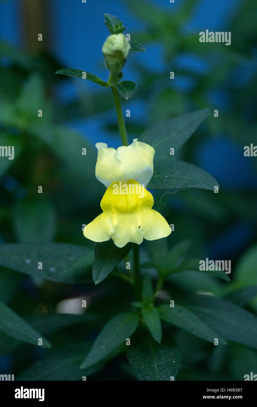 A closeup of a single yellow snapdragon Stock Photo - Alamy