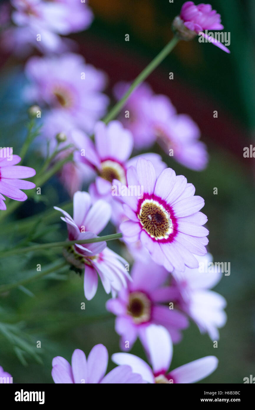 A group of light pink Marguerite Daisies Stock Photo - Alamy