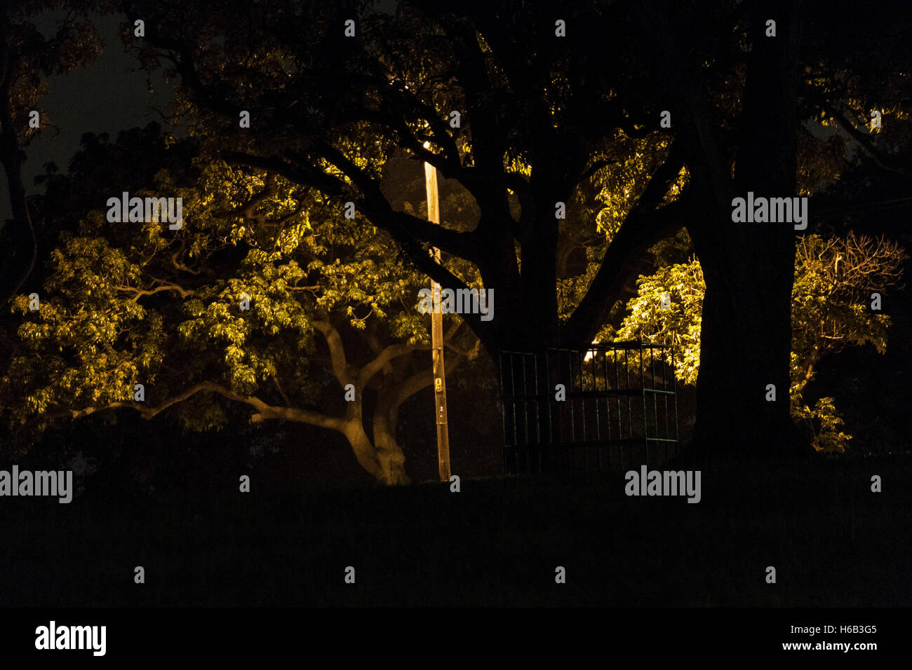 Late night Single street lamp in dark gloomy scary forest tree ...