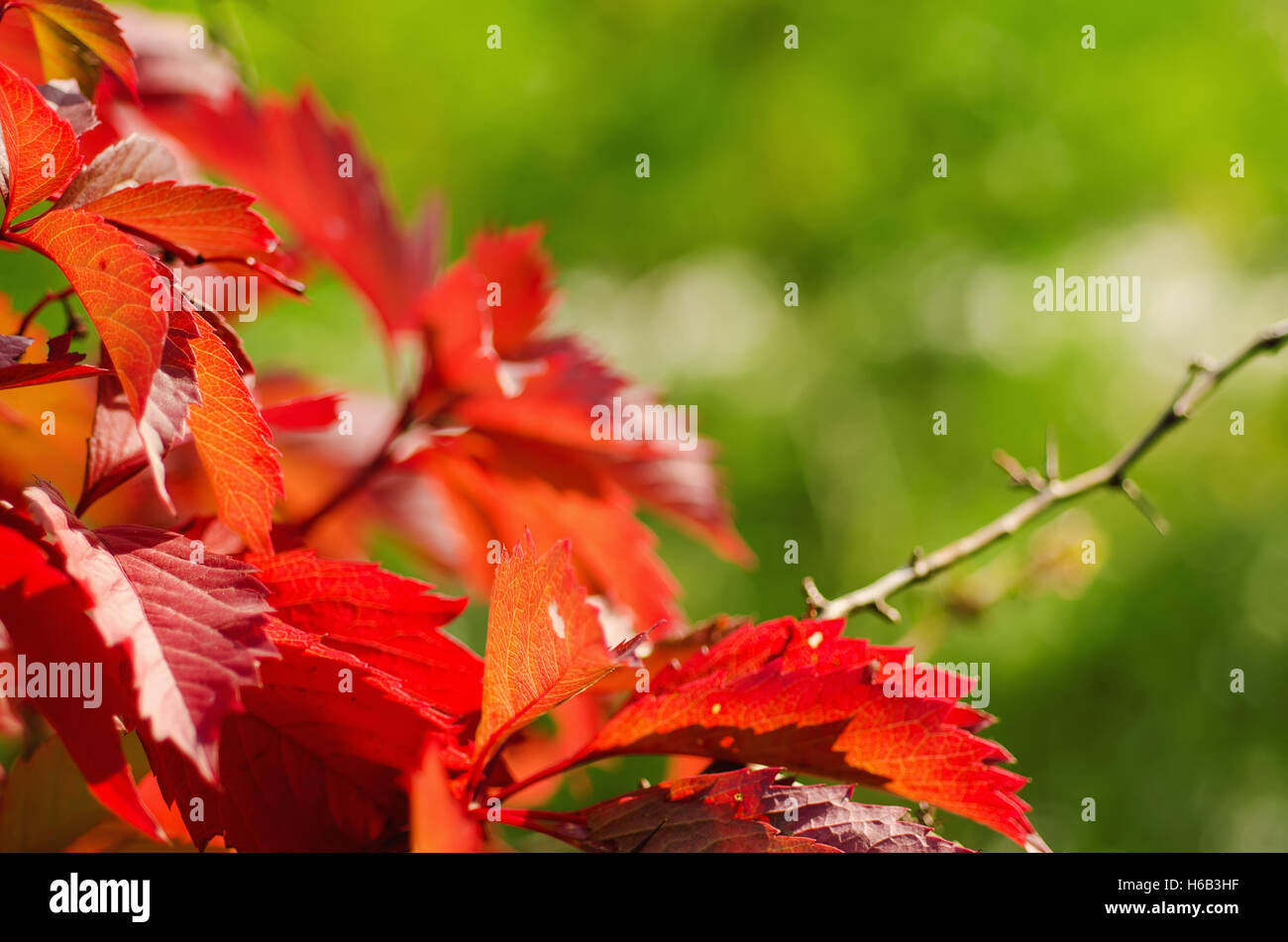 Wild grape leaves Stock Photo - Alamy