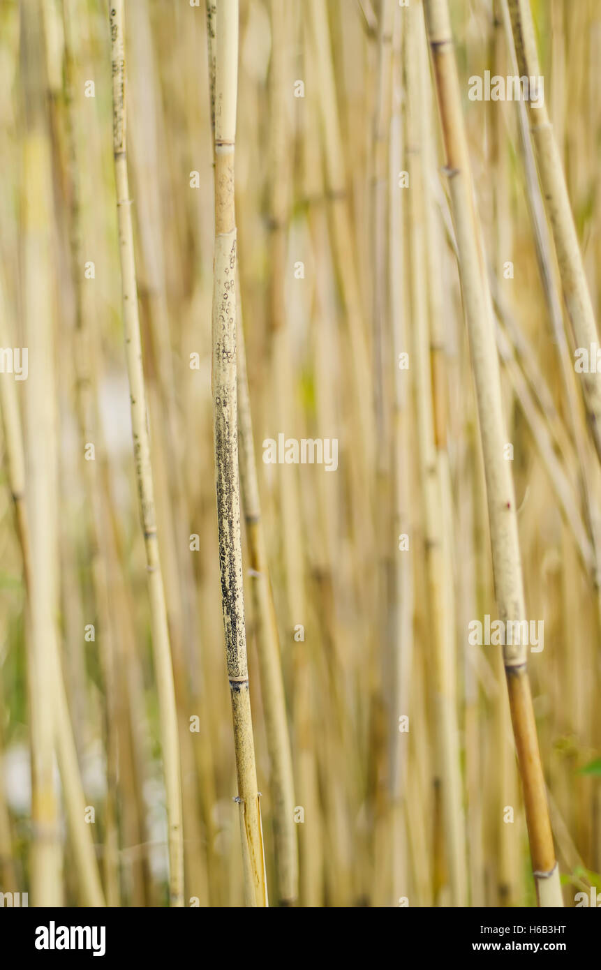 Dry reed background Stock Photo - Alamy
