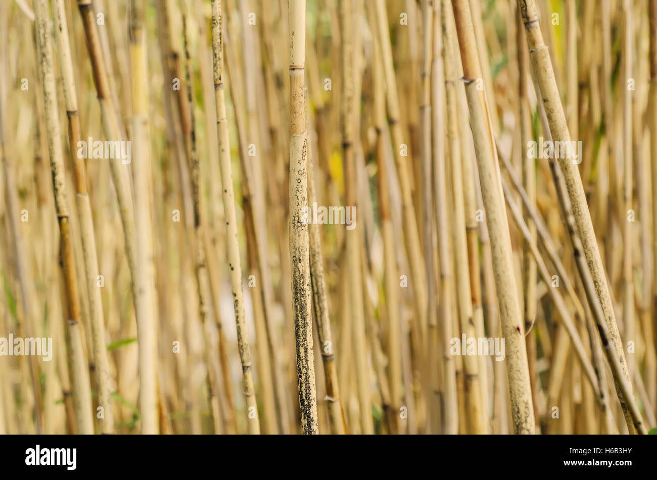 Dry reed background Stock Photo - Alamy