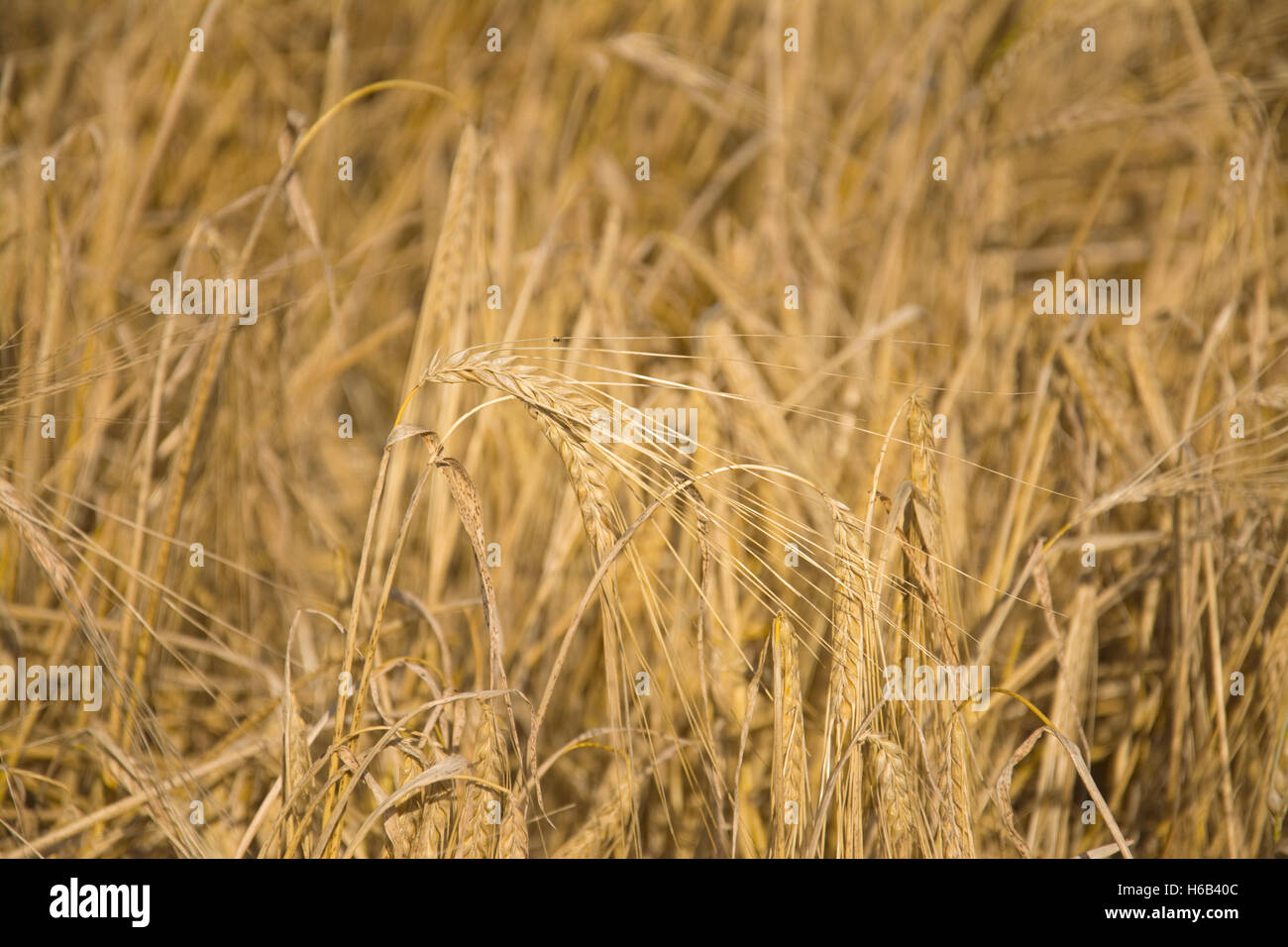 EUROPE, UNITED KINGDOM, UK, ENGLAND, CHESTER, Walk Mill, corn growing ...