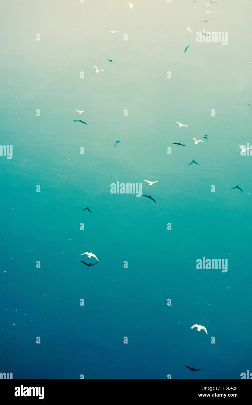 Seagulls over water Stock Photo - Alamy