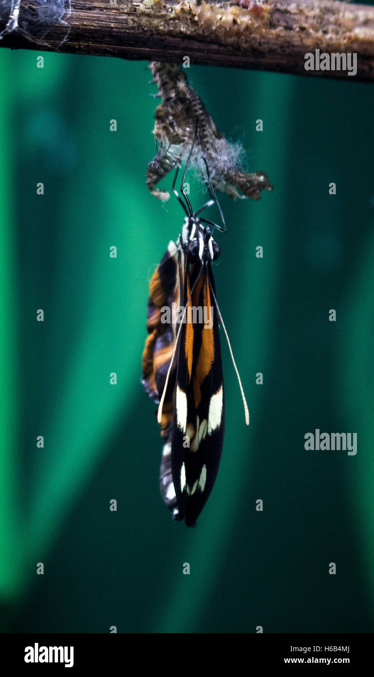 Hatching butterfly hi-res stock photography and images - Alamy