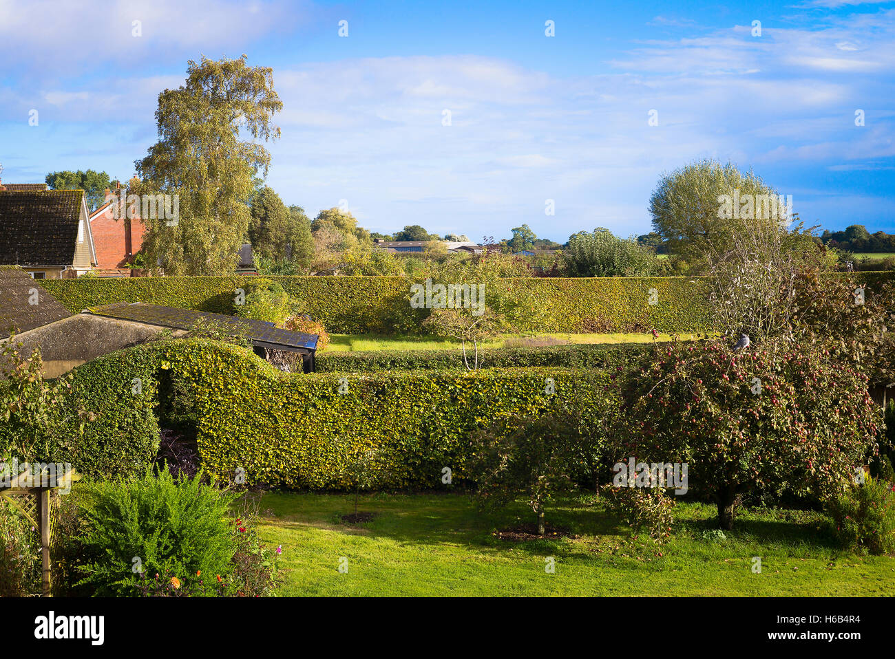 Country garden beech hedges trimmed in Autum ready for winter Stock ...