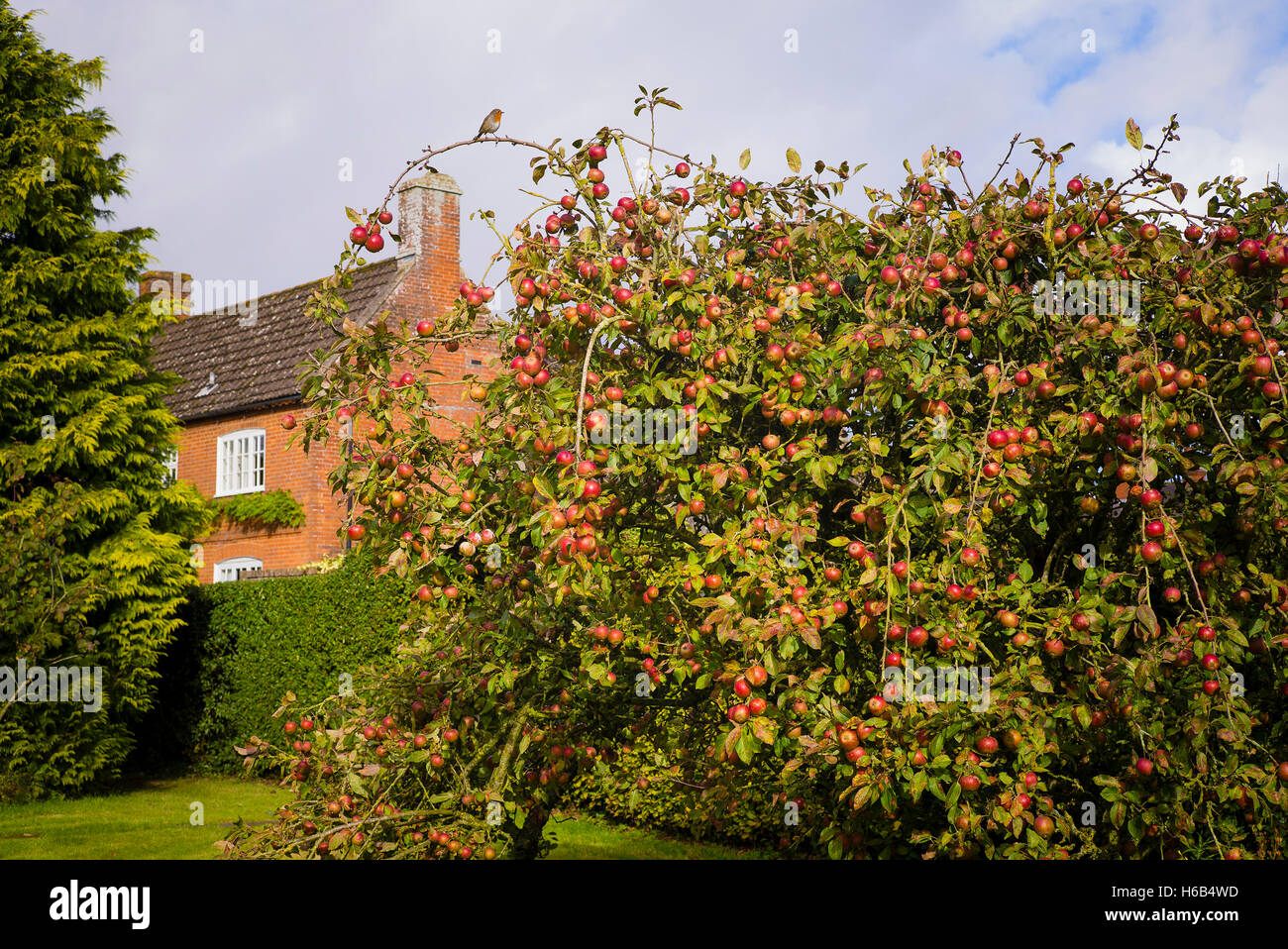 A fruit tree laden with ripe red Tydeman's Late Orange apples in a ...