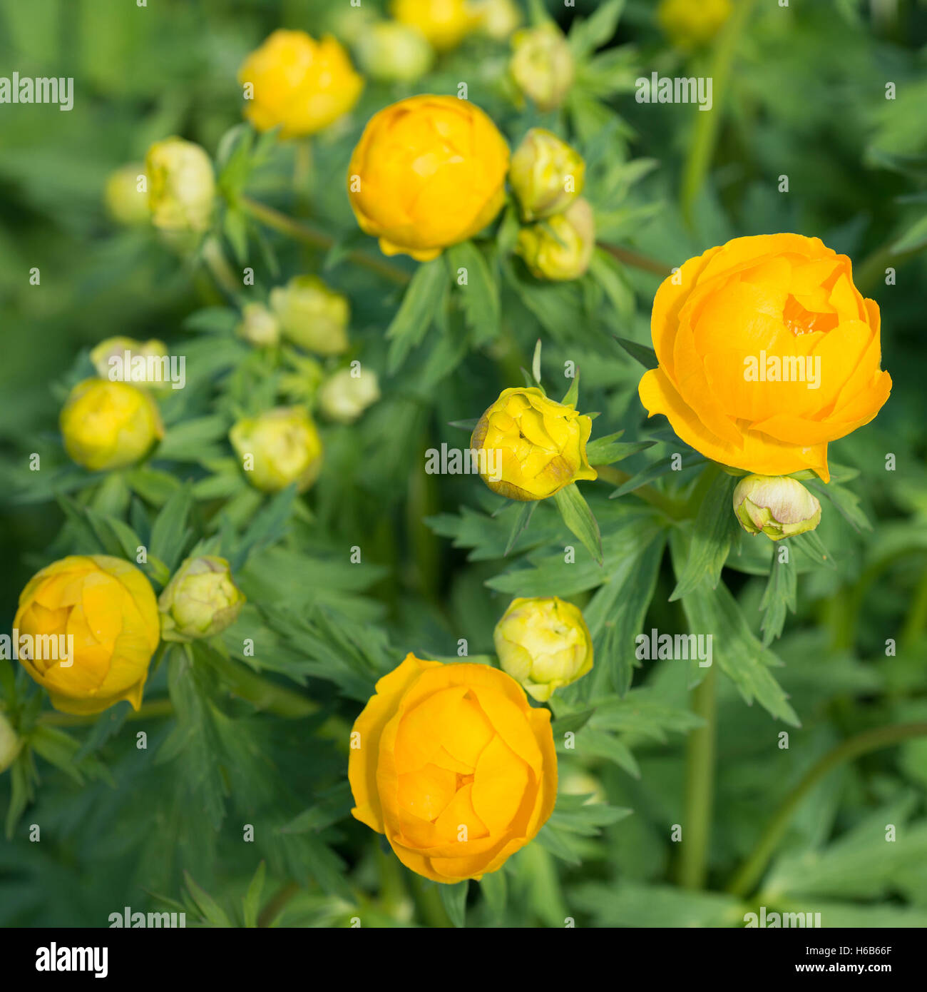 Trollius altaicus hi-res stock photography and images - Alamy