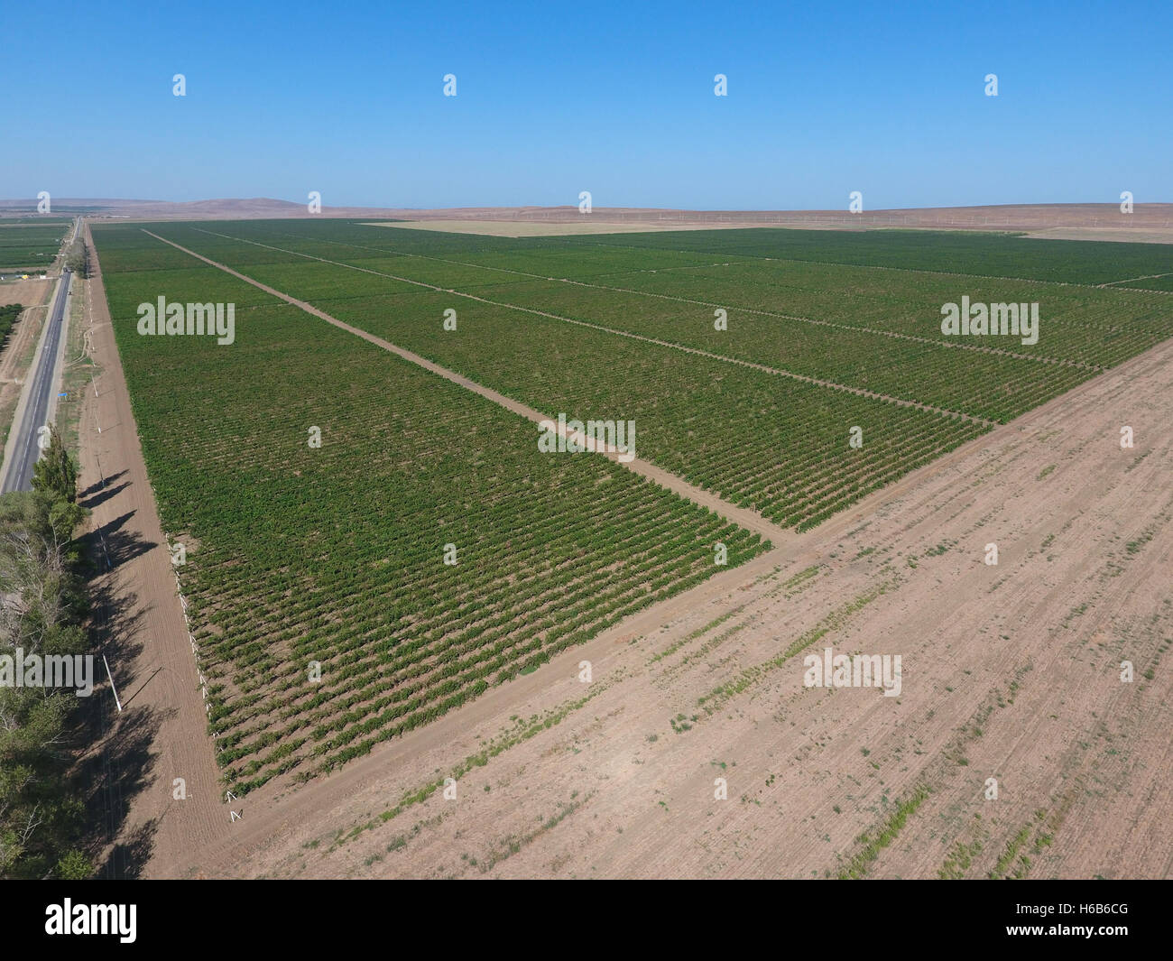 Grape orchards bird's-eye view. Vine rows. Top view of the garden Stock ...