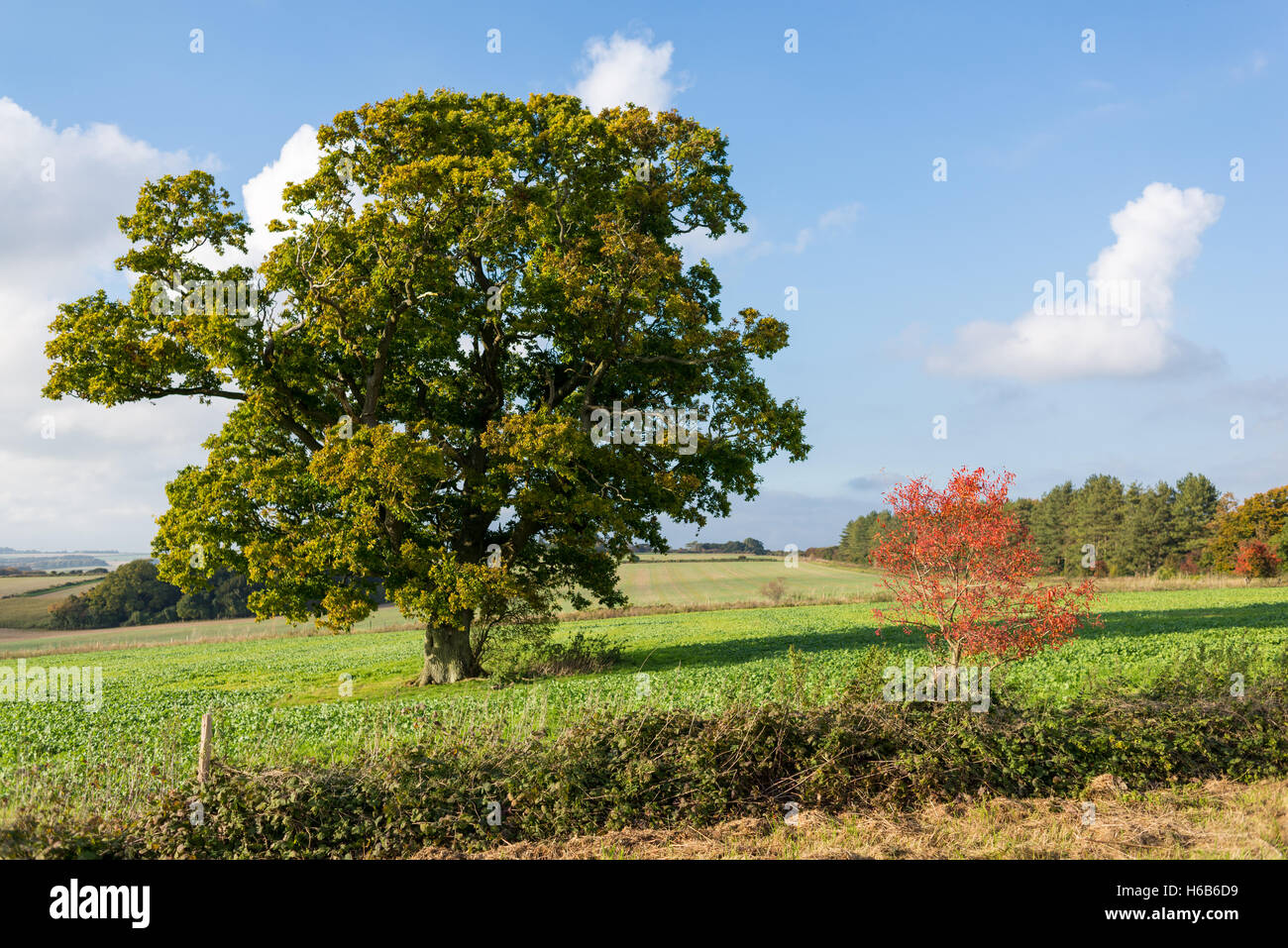 A small red hedgerow tree dwarfed by a large oak standing behind it ...