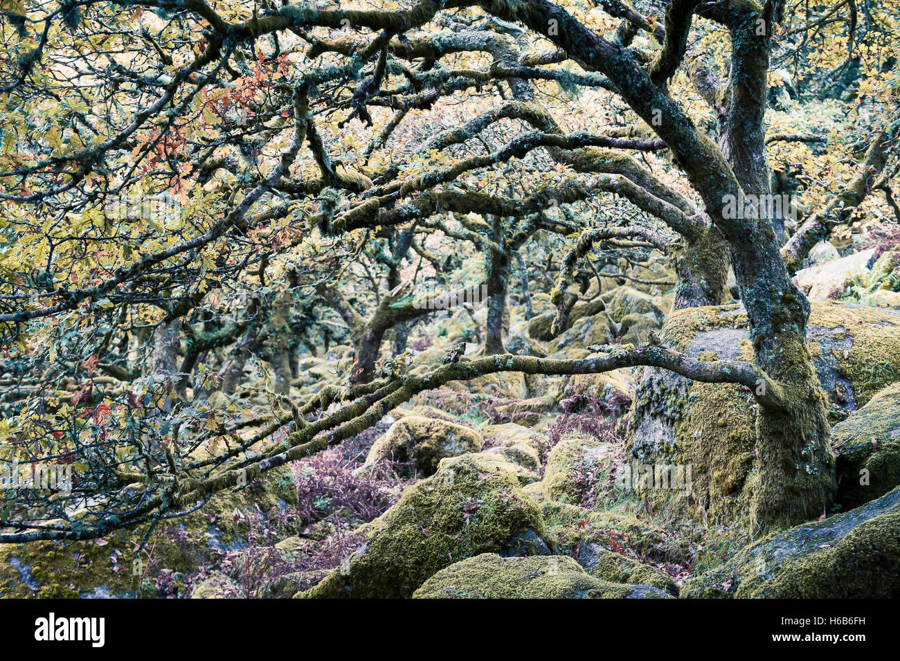Spooky forest background with stunted, moss-covered trees and rocks ...