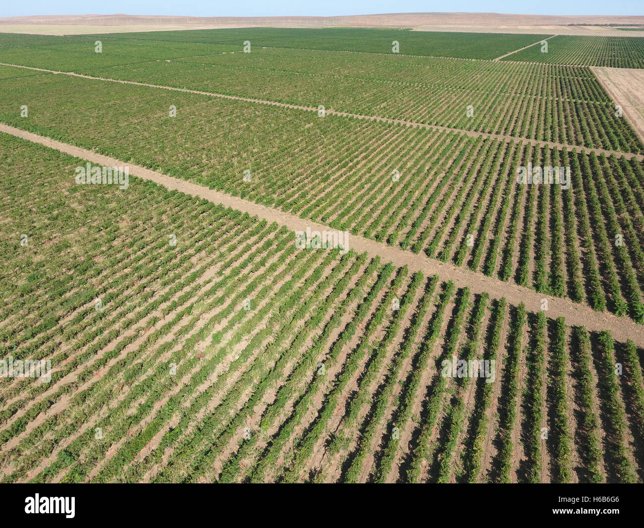 Grape orchards bird's-eye view. Vine rows. Top view of the garden Stock ...