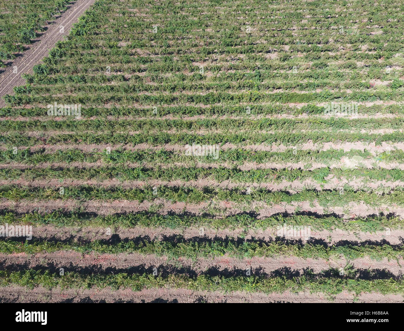 Grape orchards bird's-eye view. Vine rows. Top view of the garden Stock ...