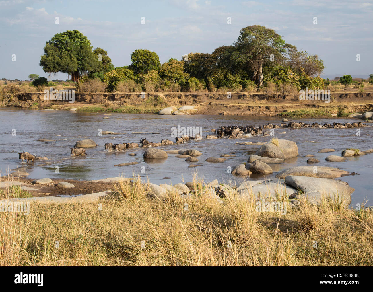Wildebeest crossing the Mara River in the Northern Serengeti, Tanzania ...