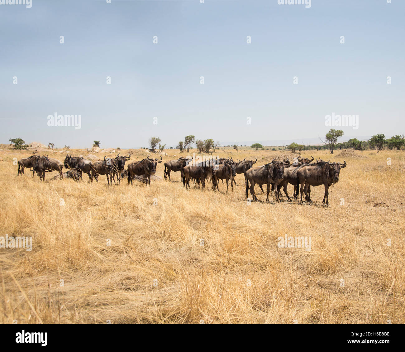 Tarangire migration hi-res stock photography and images - Alamy