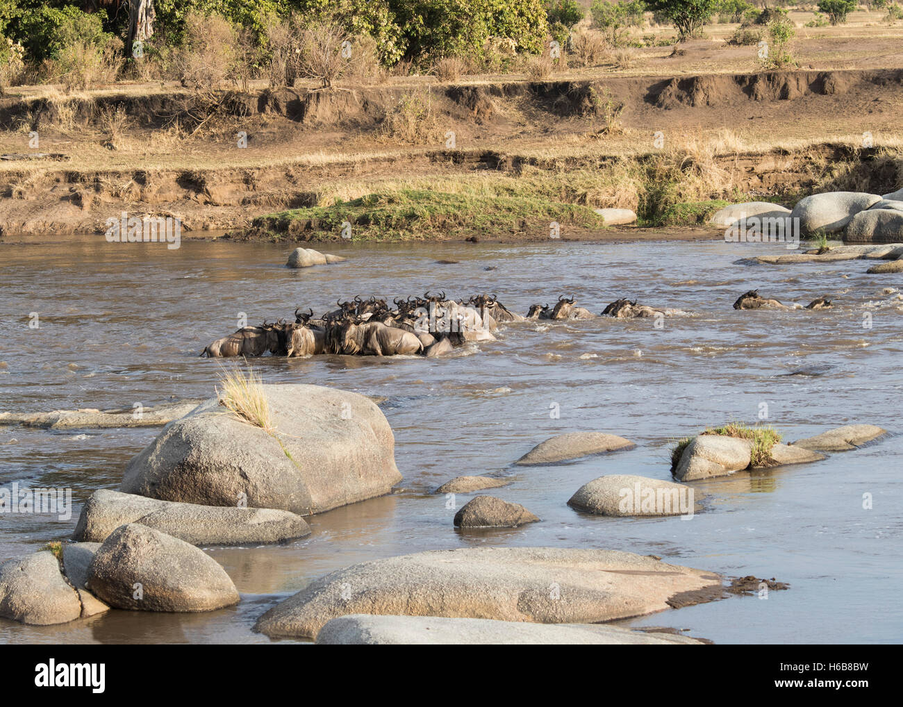 Wildebeest crossing the Mara River in the Northern Serengeti, Tanzania ...