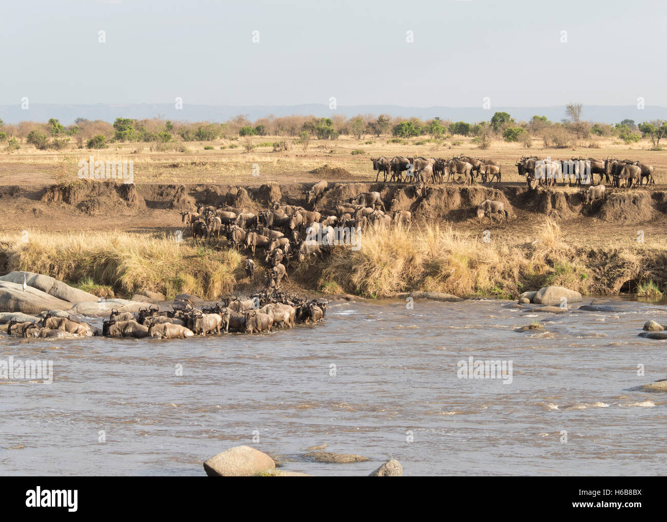Wildebeest crossing the Mara River in the Northern Serengeti, Tanzania ...