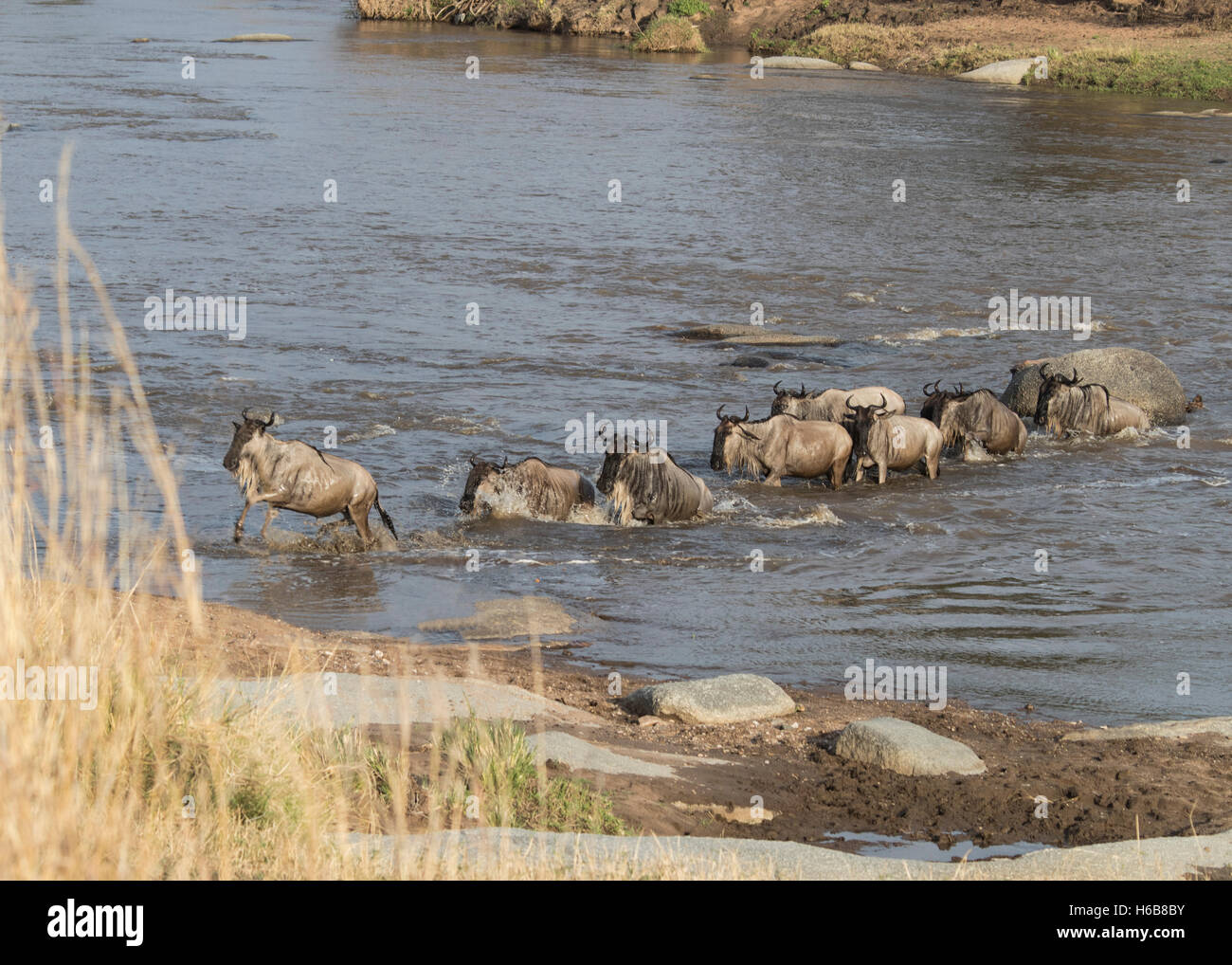 Wildebeest crossing the Mara River in the Northern Serengeti, Tanzania ...