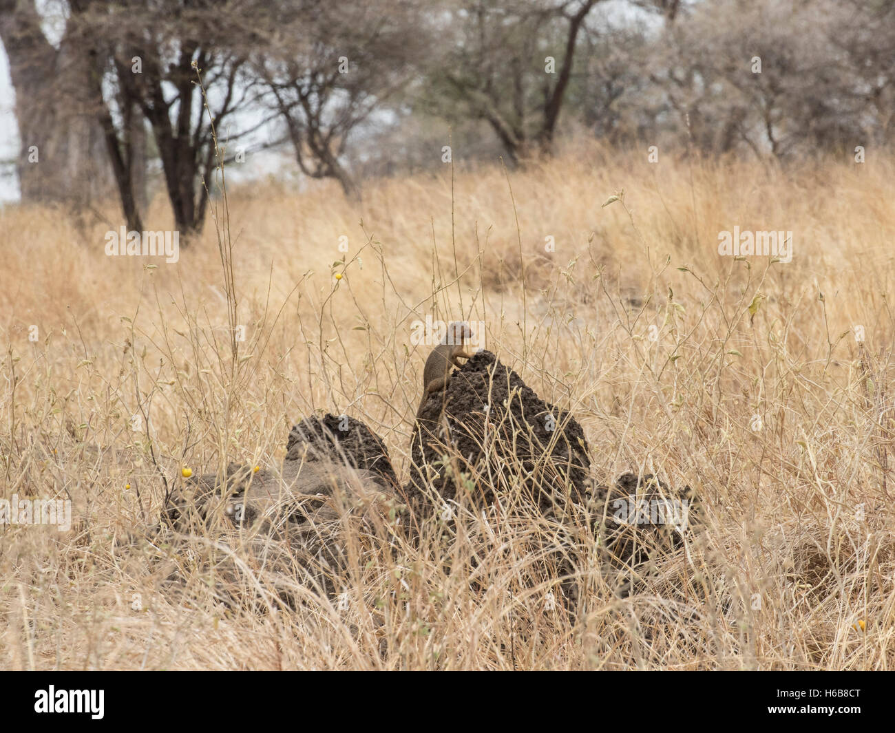 Dwarf mongooses on a termite mound in Tarangire National Park, Tanzania ...