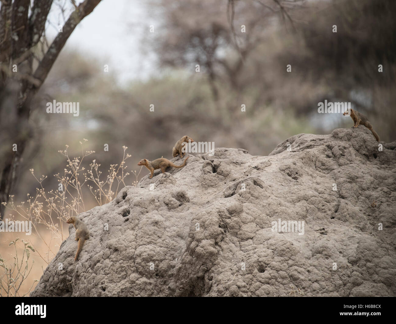 Dwarf mongooses on a termite mound in Tarangire National Park, Tanzania ...