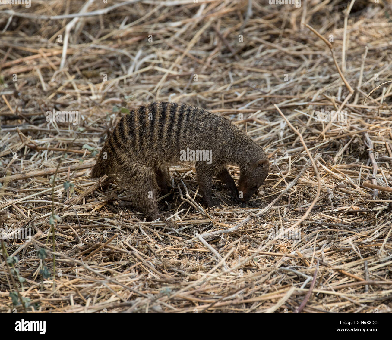 Banded mongoose hunting for food in Tarangire National Park Tanzania ...