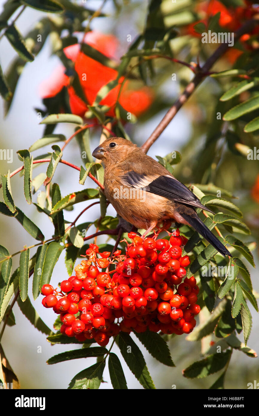 Rowan tree trees ireland hi-res stock photography and images - Alamy