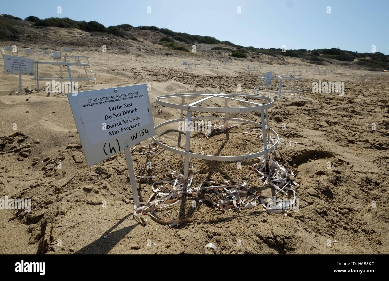 Lara beach turtle hi-res stock photography and images - Alamy