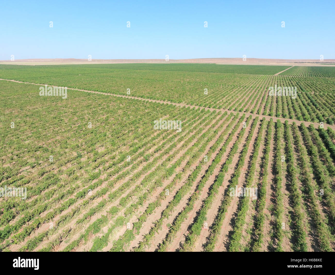 Grape orchards bird's-eye view. Vine rows. Top view of the garden Stock ...