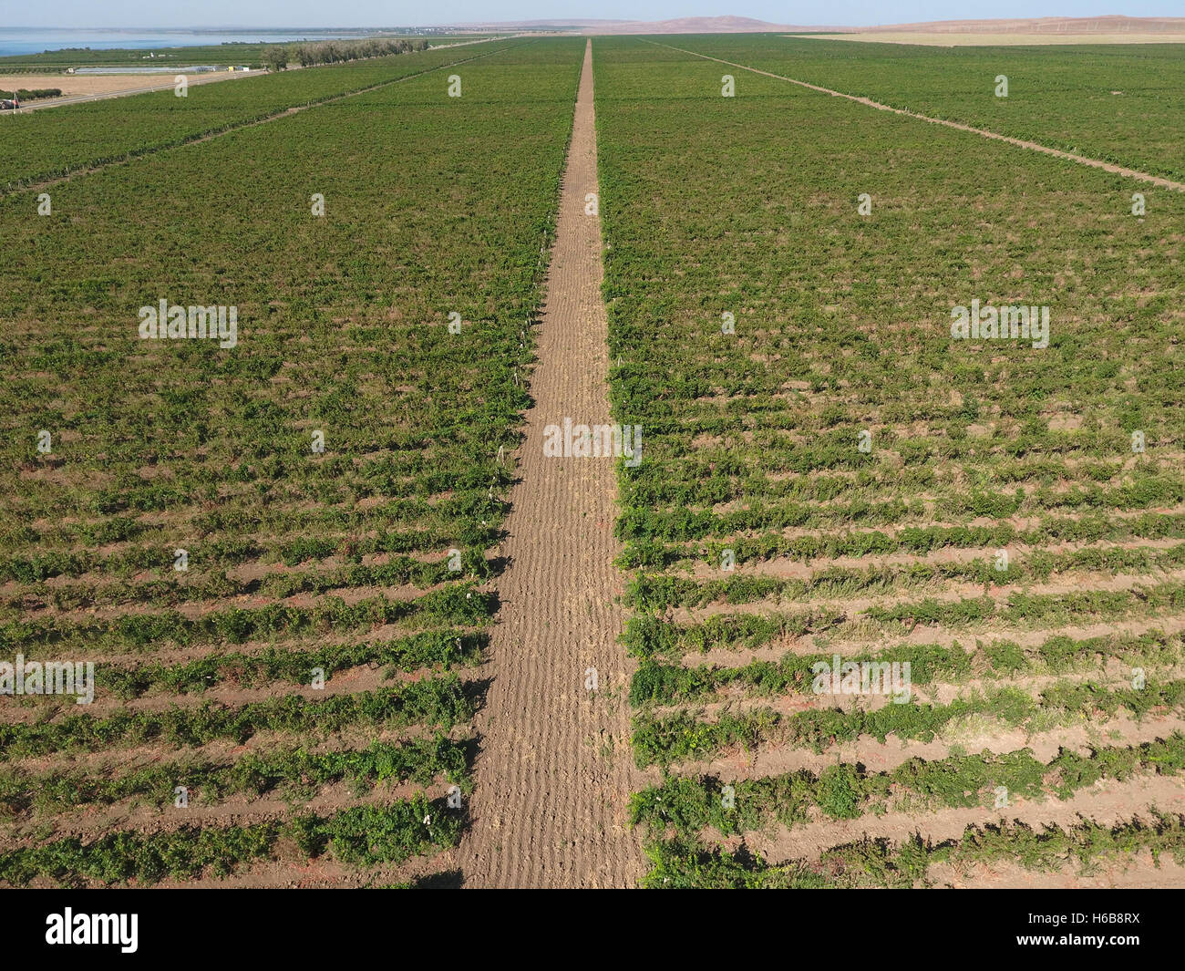 Grape orchards bird's-eye view. Vine rows. Top view of the garden Stock ...
