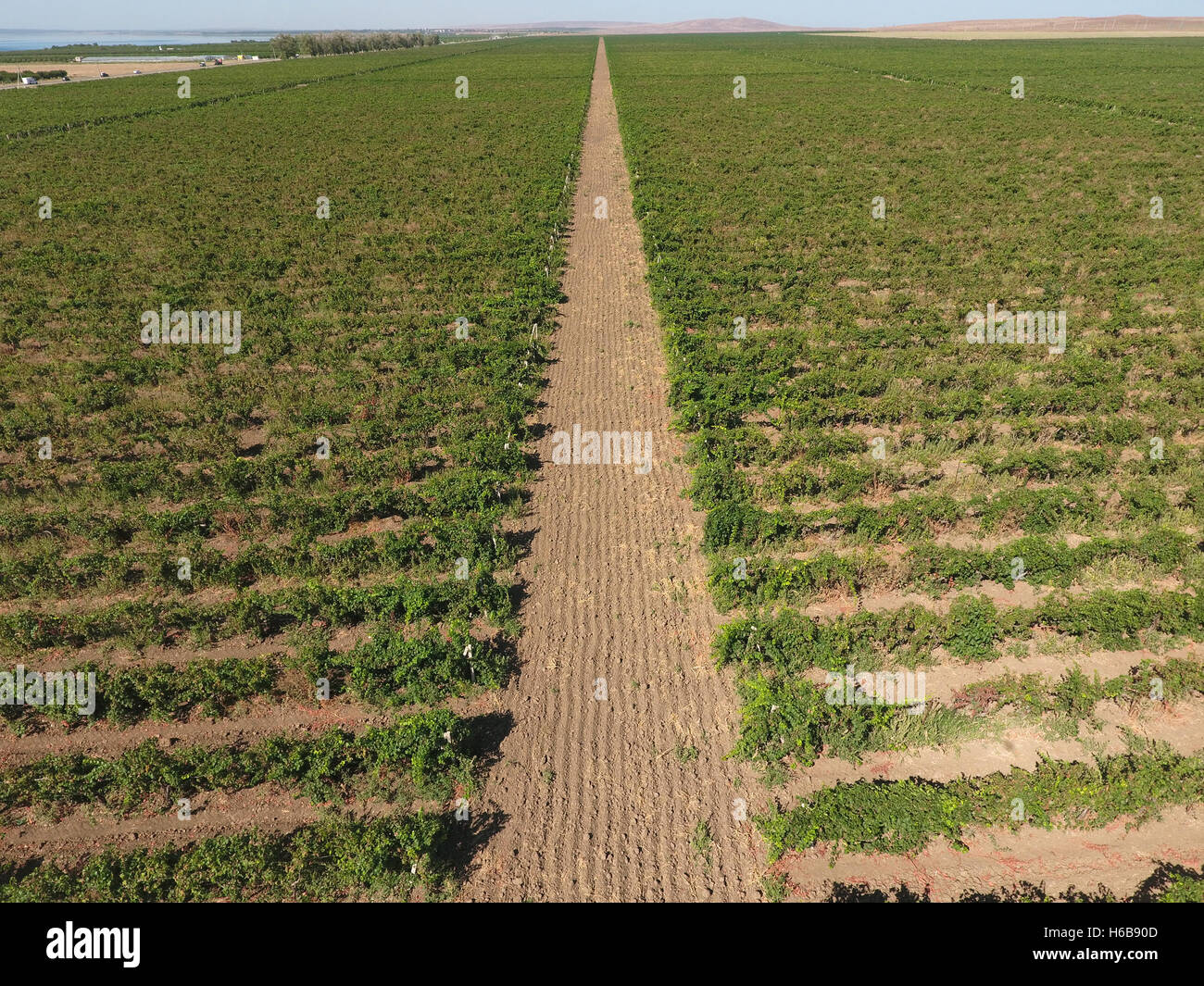 Grape orchards bird's-eye view. Vine rows. Top view of the garden Stock ...