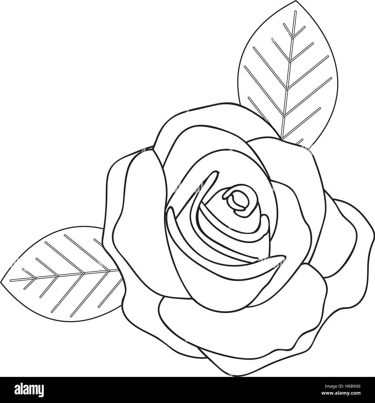 rose line drawing image Stock Vector Image & Art - Alamy