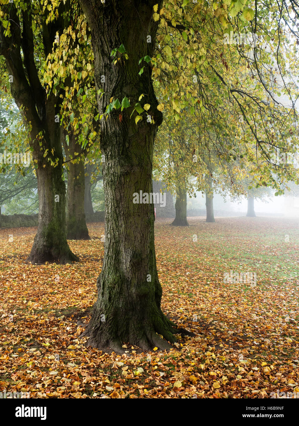 Autumn Trees in Knaresborough Castle Grounds Knaresborough North ...