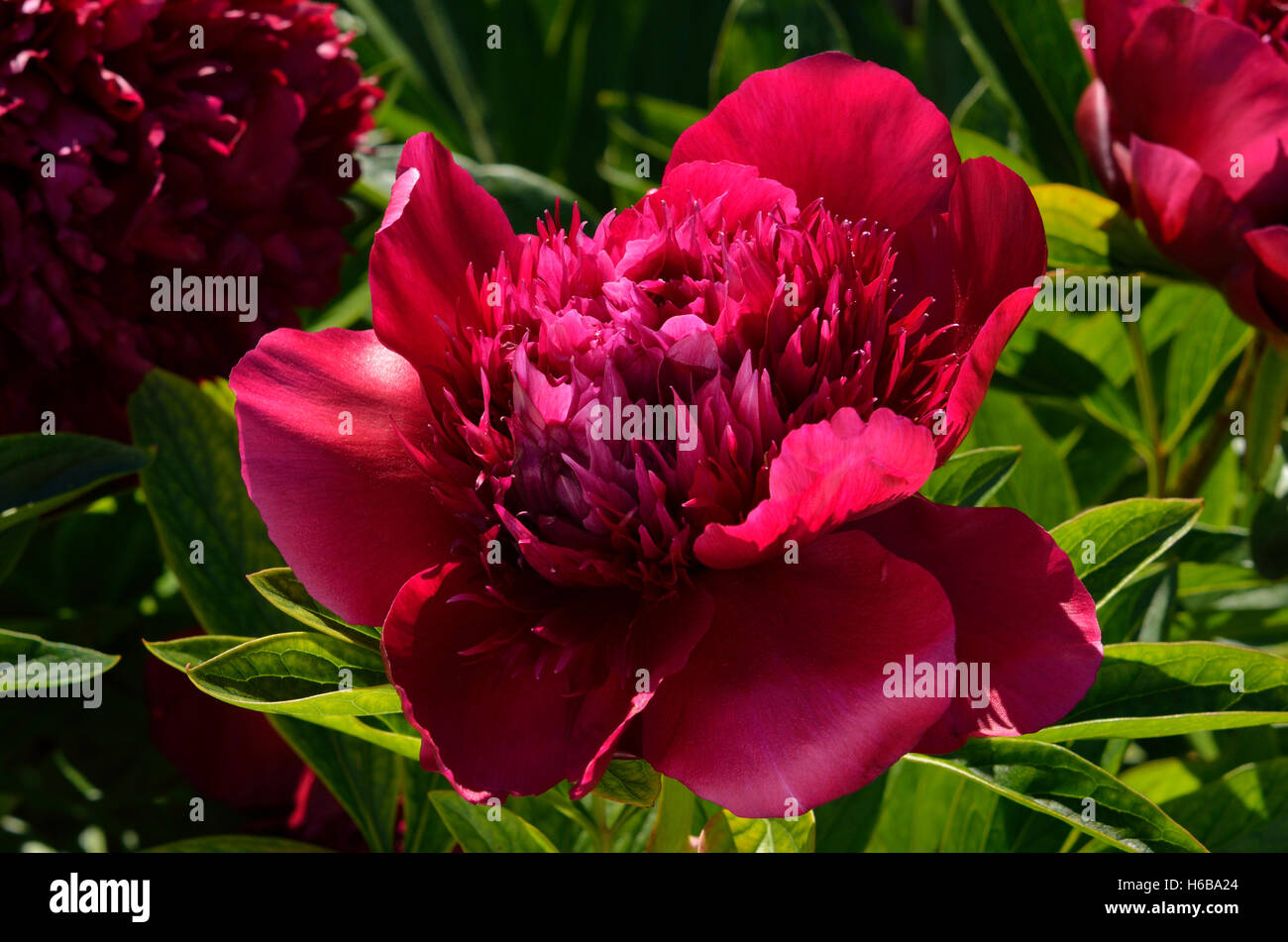 Lyman D. Glasscock (USA) in 1944 Stock Photo - Alamy