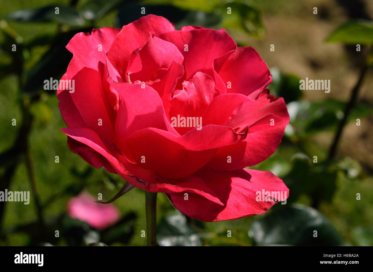 George Delbard in 1969 Stock Photo - Alamy