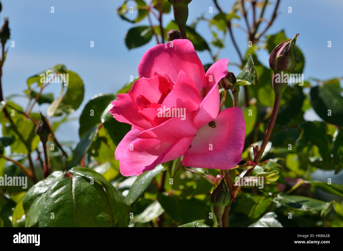 Georges Delbard in 1958 Stock Photo - Alamy