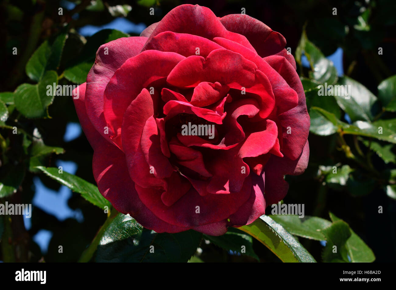 Michel Adam en 1993 Stock Photo - Alamy