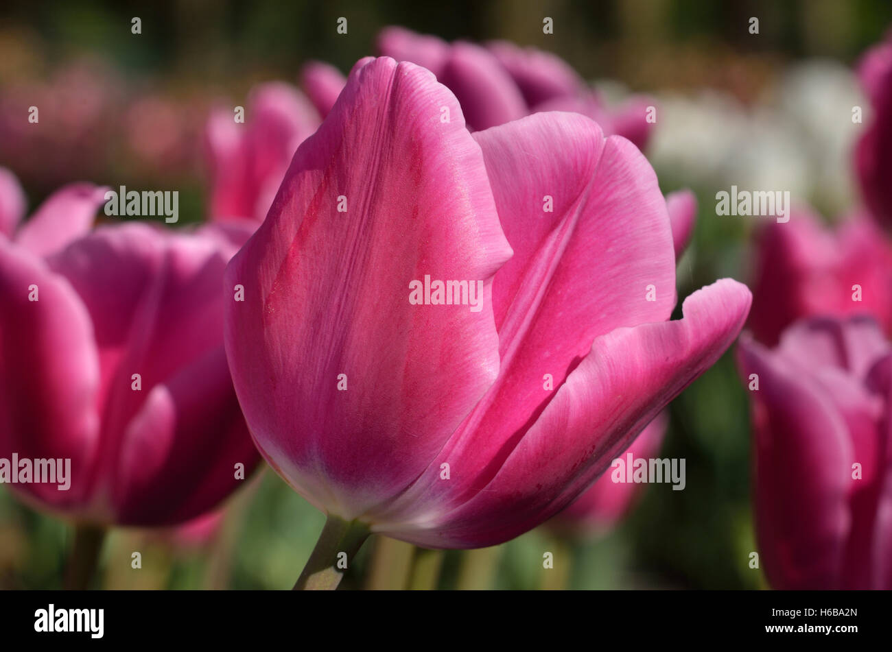 A. Koomen in 2000 Stock Photo - Alamy