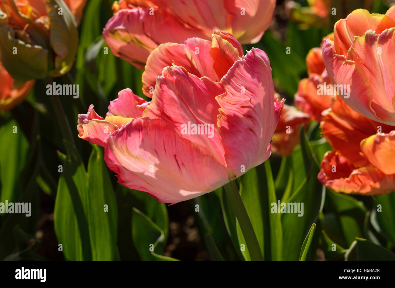 De Mol & C.A. Verdegaal in 1956 Stock Photo - Alamy