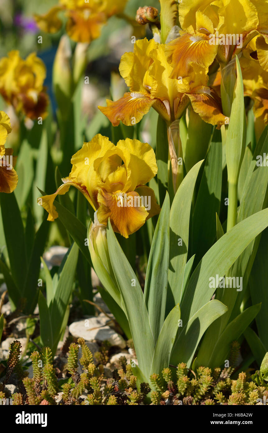 Ben Hager in 1987, USA Stock Photo - Alamy
