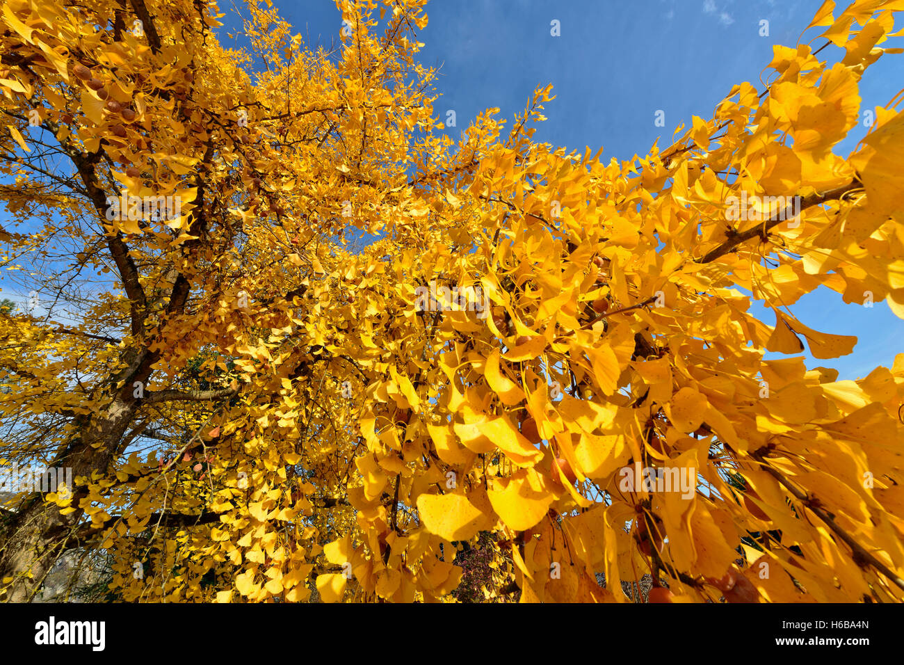 Ginkgoaceae family: the oldest known family trees, because there would ...