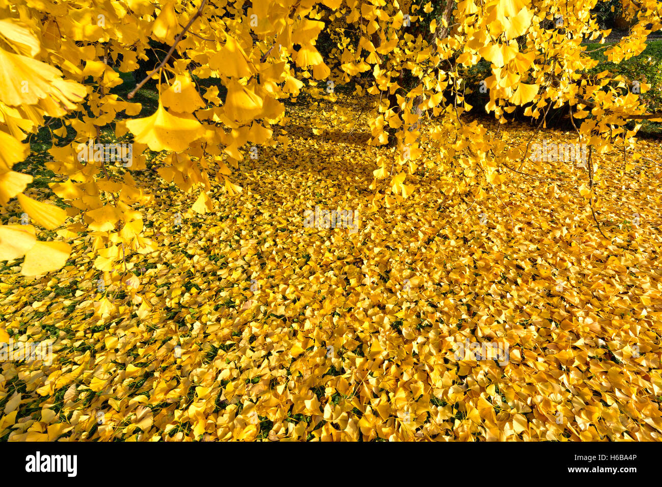 Ginkgoaceae family: the oldest known family trees, because there would ...
