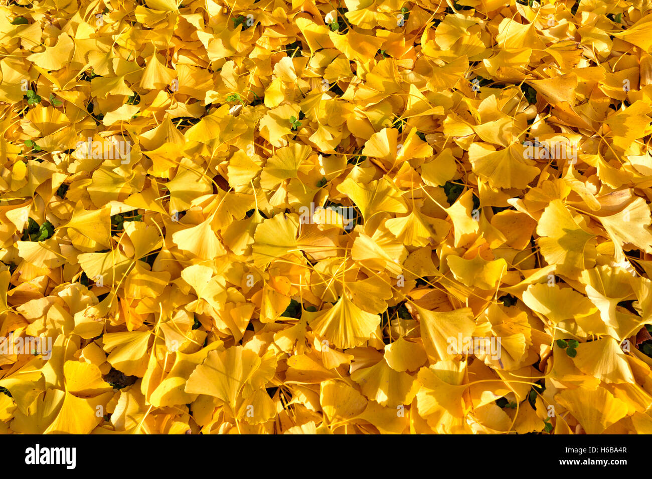 Ginkgoaceae family: the oldest known family trees, because there would ...
